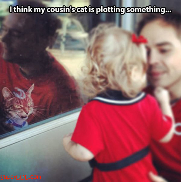 Plotting Cat - SuperLOL