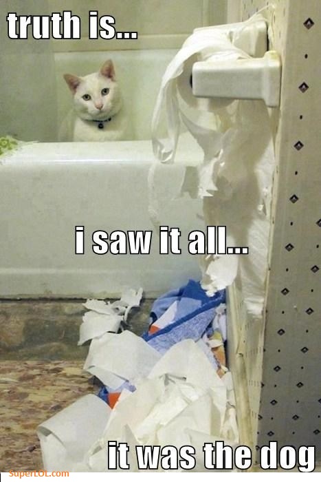 Bad Cat Meme - SuperLOL